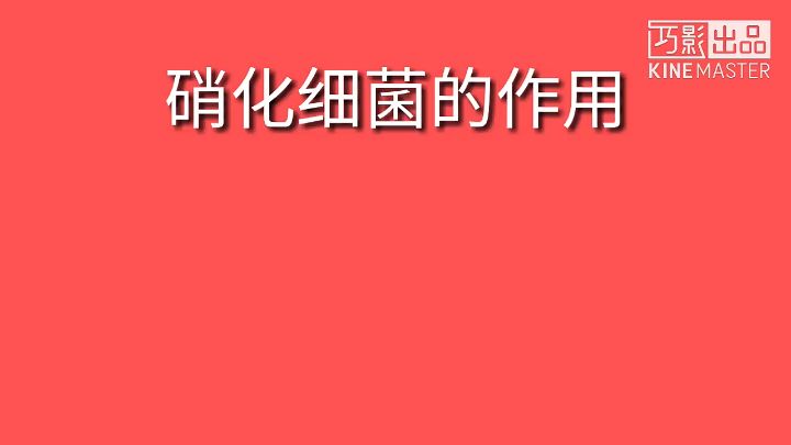 养鱼小课堂~硝化细菌的作用
