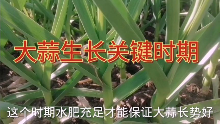 菜园大蒜到了生长关键期,水肥管理不能少,直接关系后期蒜头大小