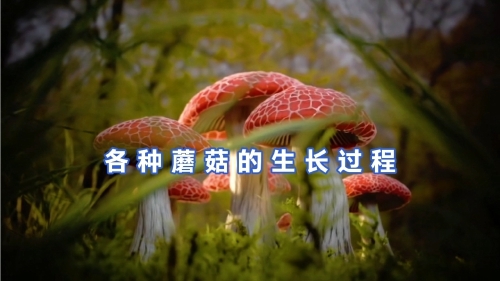 各种蘑菇的生长 唯美 神奇!(全过程)