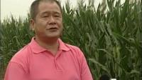 宝鸡秦华职业技术学校--短期培训--第十九节--夏玉米高产技术 鲜食玉米...