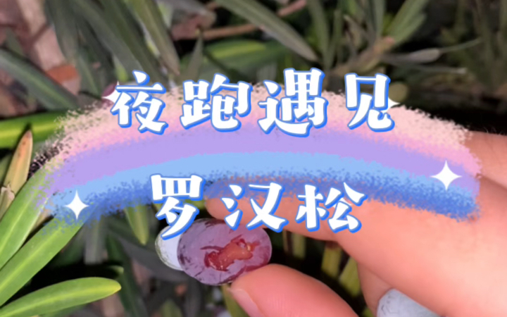 哇,终于亲眼见到了罗汉松果子,有一点点好吃。嘿嘿!