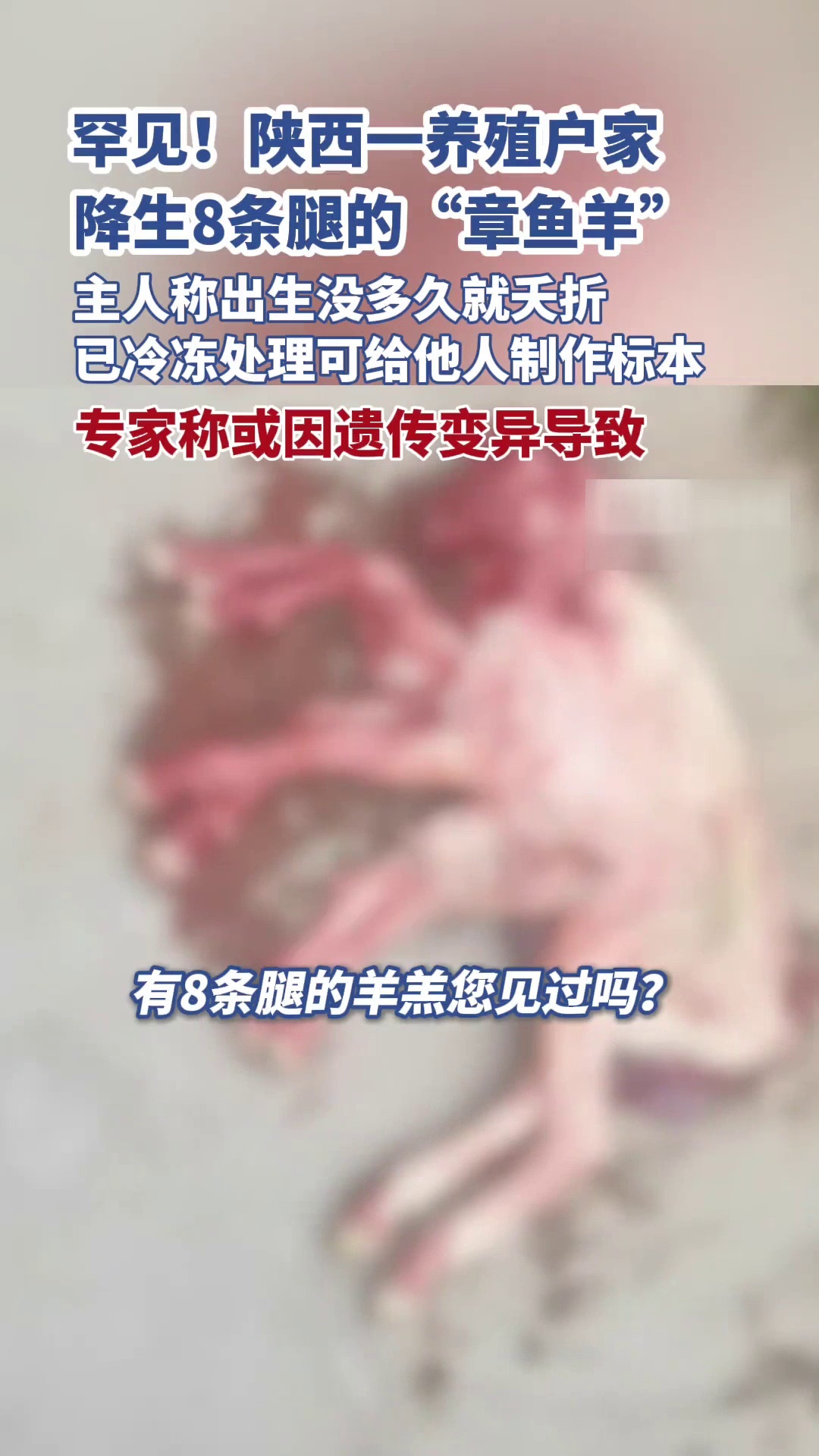 养殖户家降生8条腿"章鱼羊",降生即夭折,专家:或因遗传变异