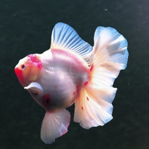 玩鱼的Lu哥 