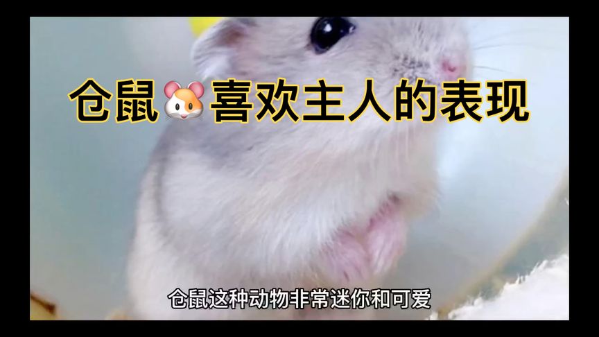 仓鼠ߐ�喜欢主人的表现