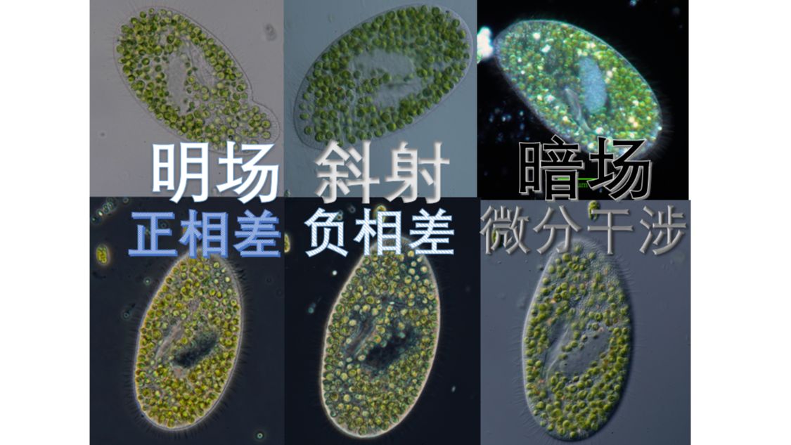 【明场、暗场、斜射、正负相差、微分干涉差】5种显微镜效果对比