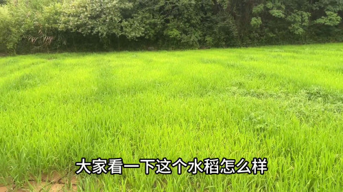 你知道水稻有几种种植方式?亩产是多少?你还敢说种地简单吗?