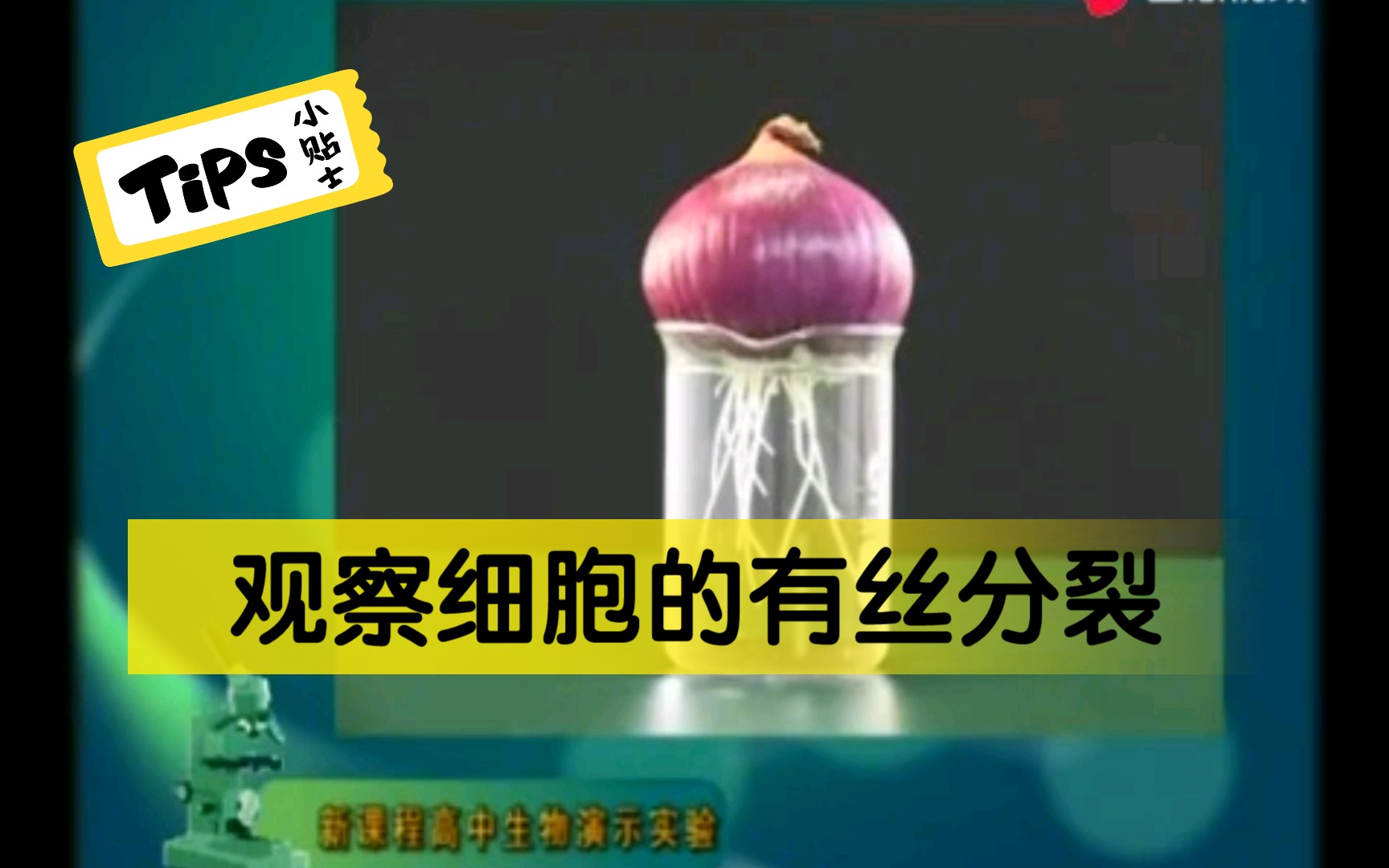 1.137高中生物必修一实验 10.观察细胞的有丝分裂