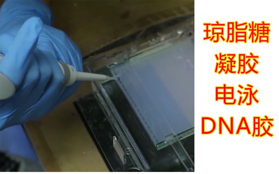 【实验】DNA琼脂糖凝胶电泳的基本原理,操作方法,注意事项,制胶,上样...