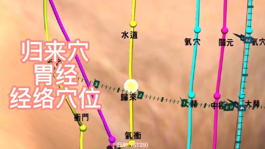 归来穴_胃经_经络穴位