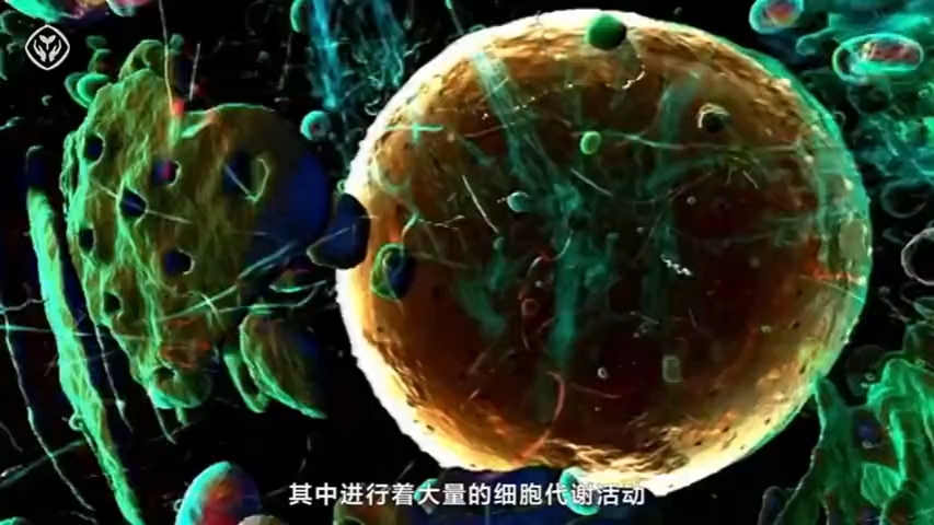 5.细胞的基本结构(人教社出品)