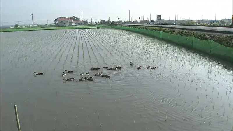 怎样利用稻田高效养殖螃蟹螃蟹的饲养管理