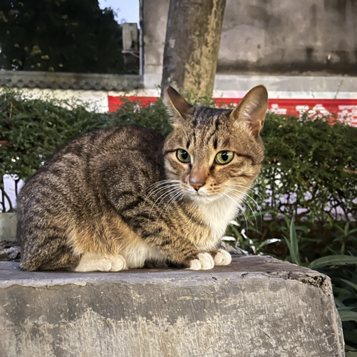 伊织茅弥 