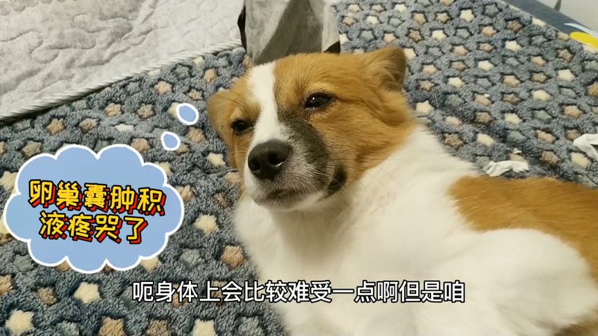 狗狗也会得妇科病?狗狗子宫有炎症,主人心疼的守在它身边好温暖