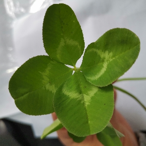 水刃木ll 