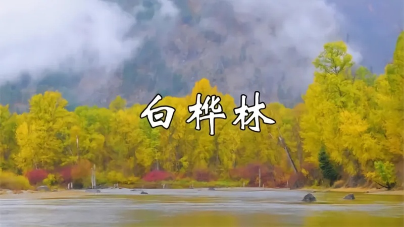 吉他版《白桦林》旋律感人至深,凄美动情,百听不厌