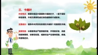 原植物类毒品科普小视频