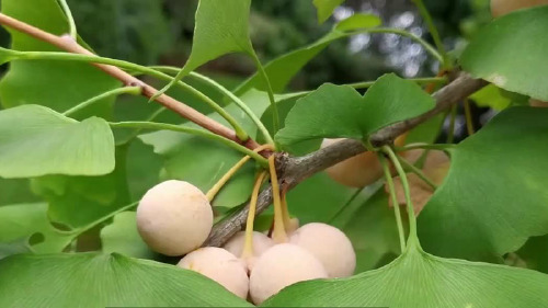 银杏果别乱吃!解锁正确吃法与惊人功效,这样吃才健康