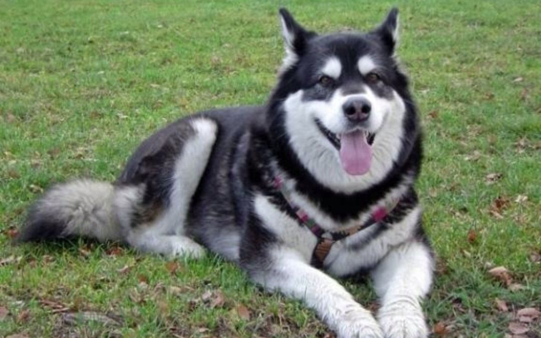 史上最全的狗狗图片 爱狗狂 不要错过哟 宠物 狗狗 搞笑 世界上50多种...