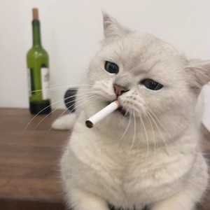 漆班刘哈哈