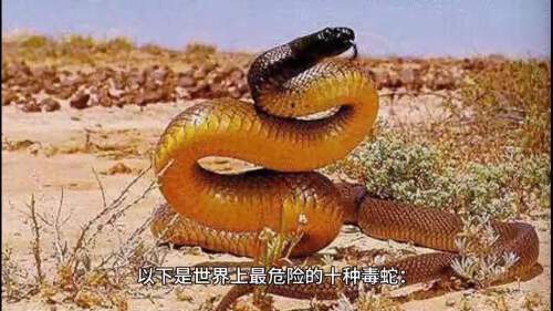 盘点世界上最危险的十大毒蛇