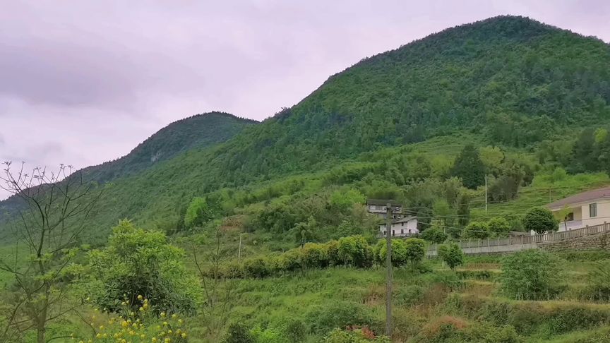 森林覆盖率百分之九十五#大山里的原生态