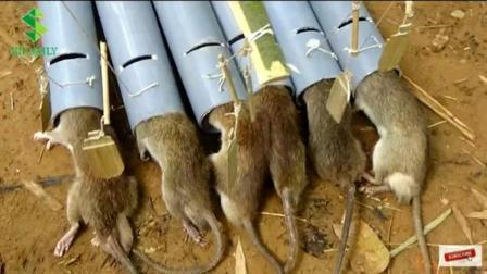 自制捕鼠器就是这么简单, 方便实用, 老鼠都快气疯了!