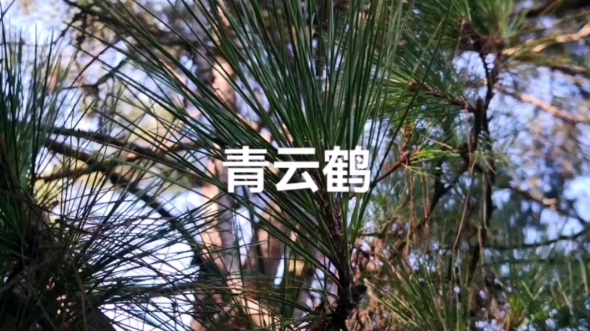 揭秘:青云鹤新鲜松针的功效与作用及食用方法