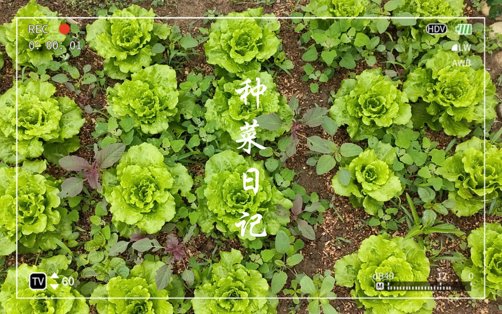 生菜,从播种到收获约50天,全过程记录。