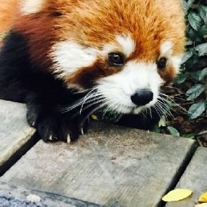 洛凝凝凝 