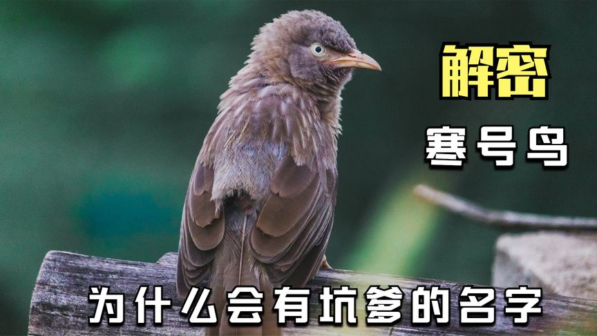寒号鸟原来不是鸟,为什么会有这个坑爹的名字