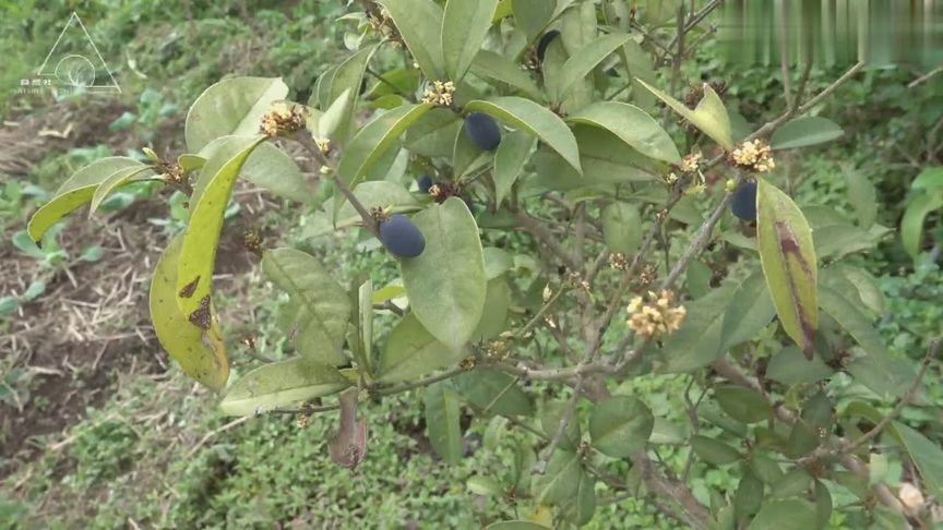 牛哥尝百果11 | 桂花果实:小桂子可以吃吗?