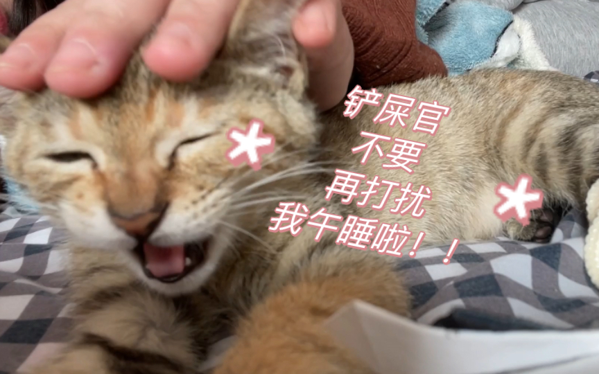 小猫咪的哄睡失败vlog!
