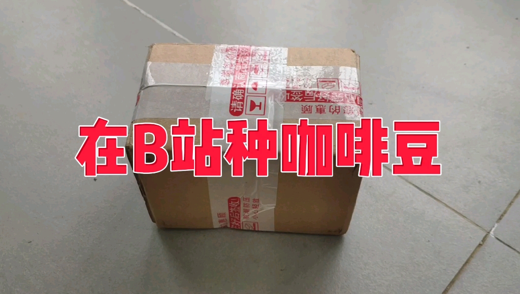 咖啡豆/种咖啡/咖啡树