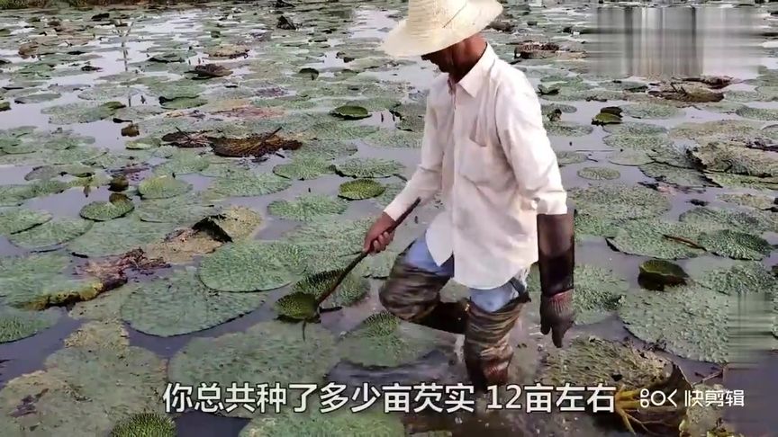 全身是刺,被誉为“水中人参”看芡实是如何收割的