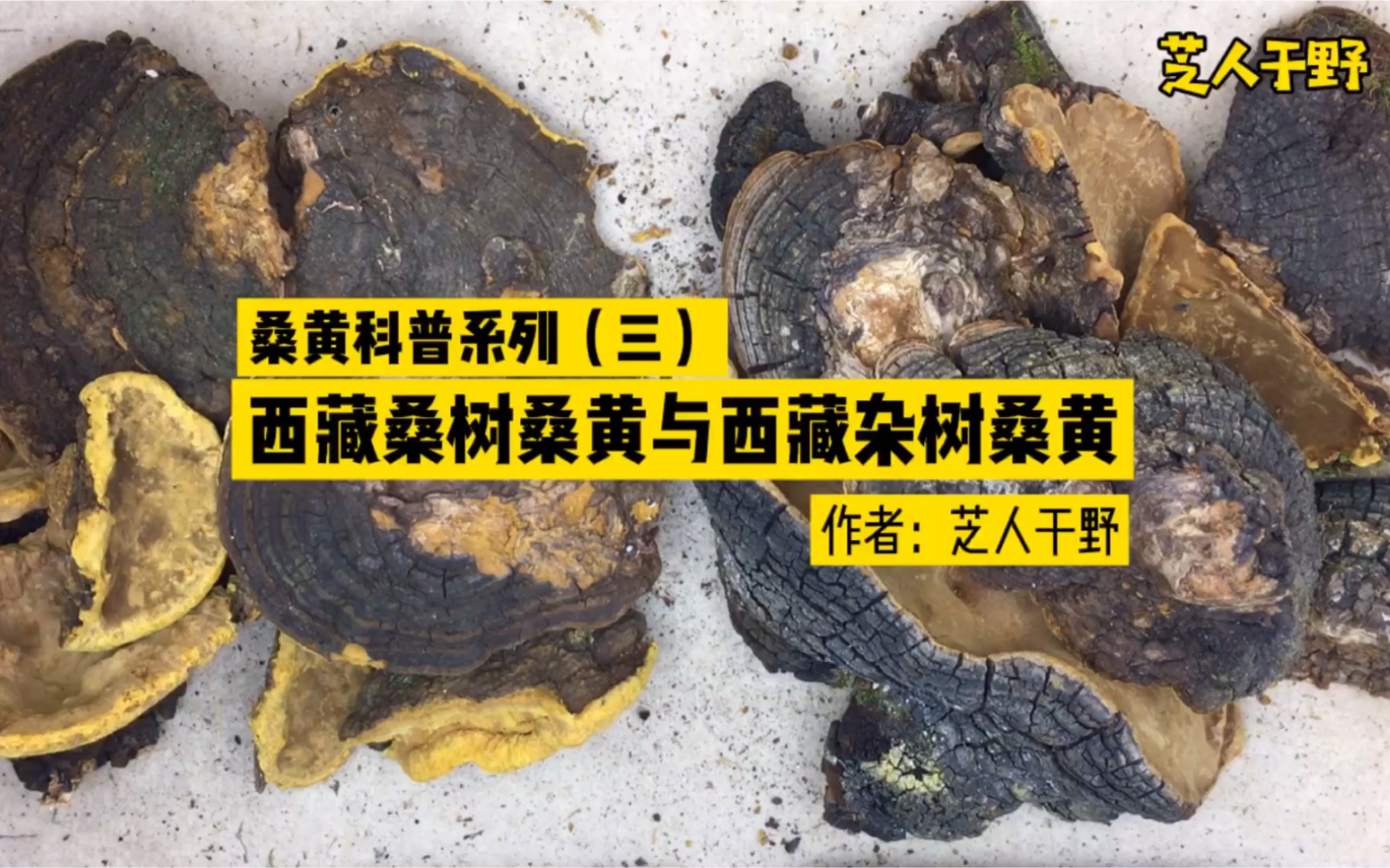 桑黄科普系列(三)辨别西藏桑树桑黄与西藏杂树桑黄