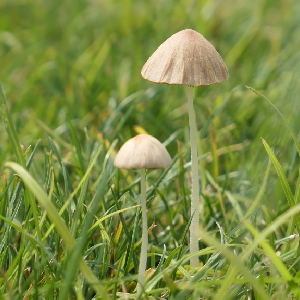萤火虫飞回我身边 