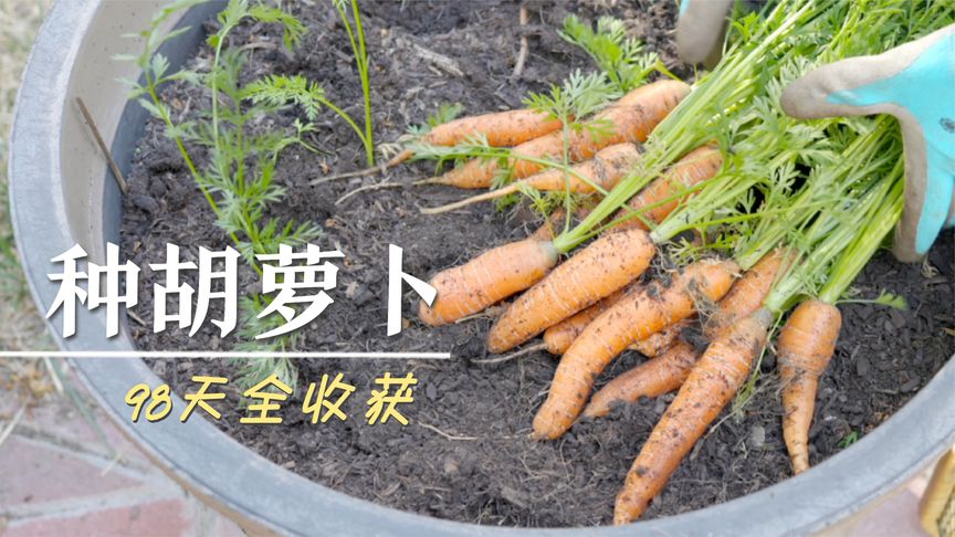 从播种到收获,98天 胡萝卜种植全过程