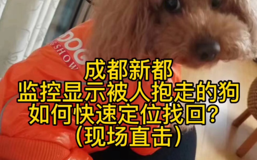 狗团队##成都寻狗##成都找狗团队##成都专业找狗# #柯南寻猫寻狗...