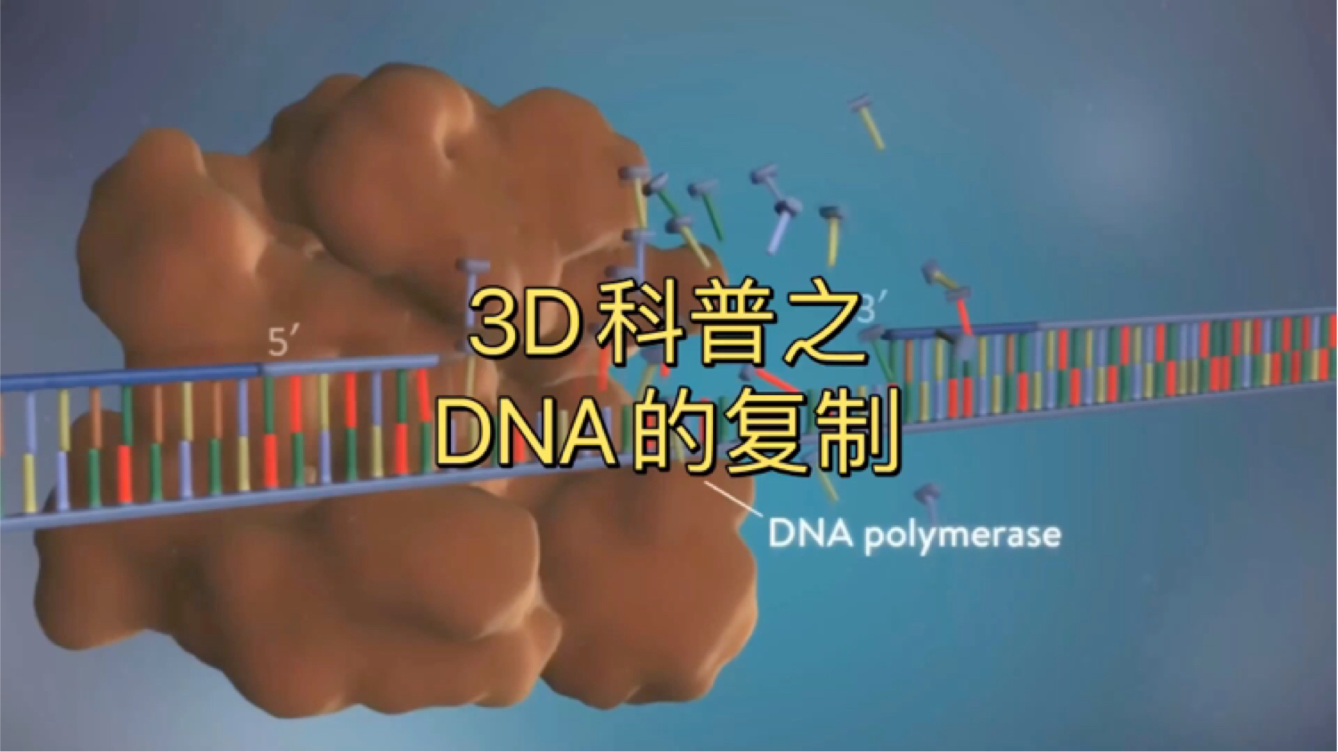 3D科普:DNA的复制!