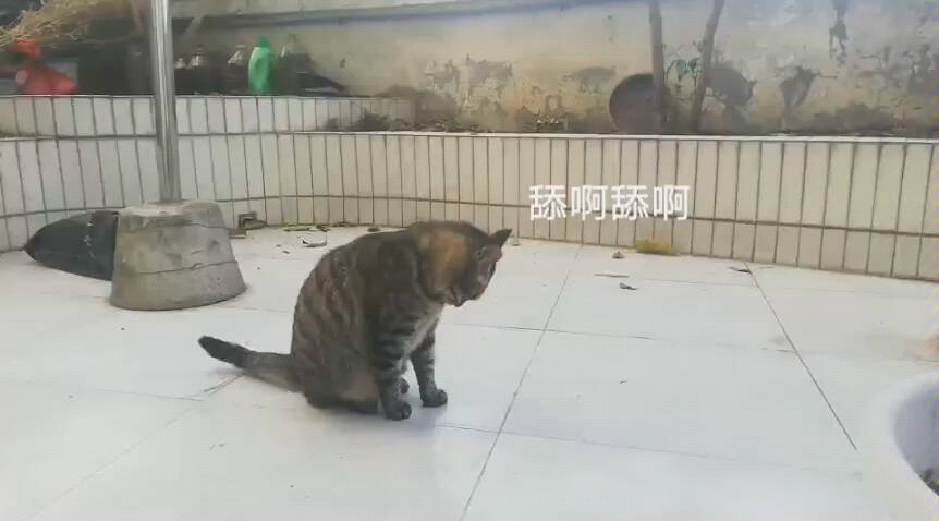 【叮叮当当咚咚】鸟来了,当当和咚咚在干啥?