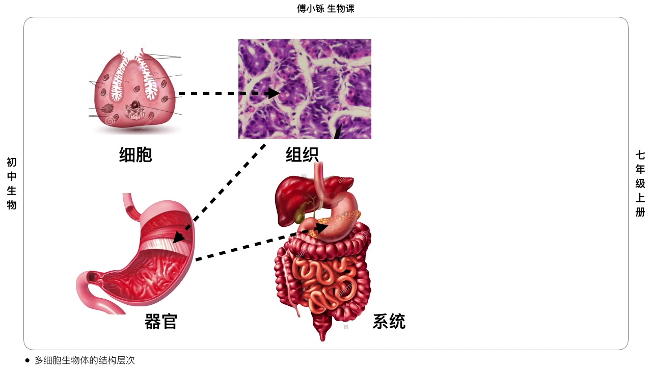 【初中生物】3分钟了解生物的结构层次