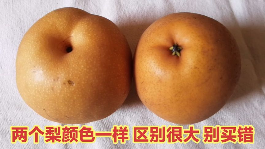 两个梨颜色一样,区别很大,果农教你怎样分辨秋水梨和丰水梨