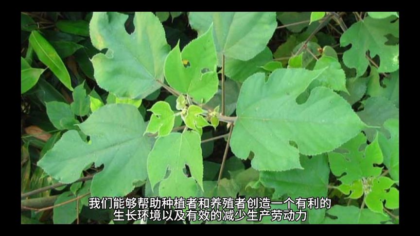 智慧农业经济效益