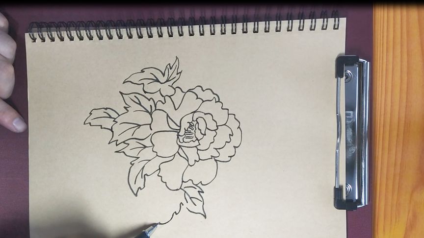 每日一画,钢笔画线描花卉,牡丹白描!