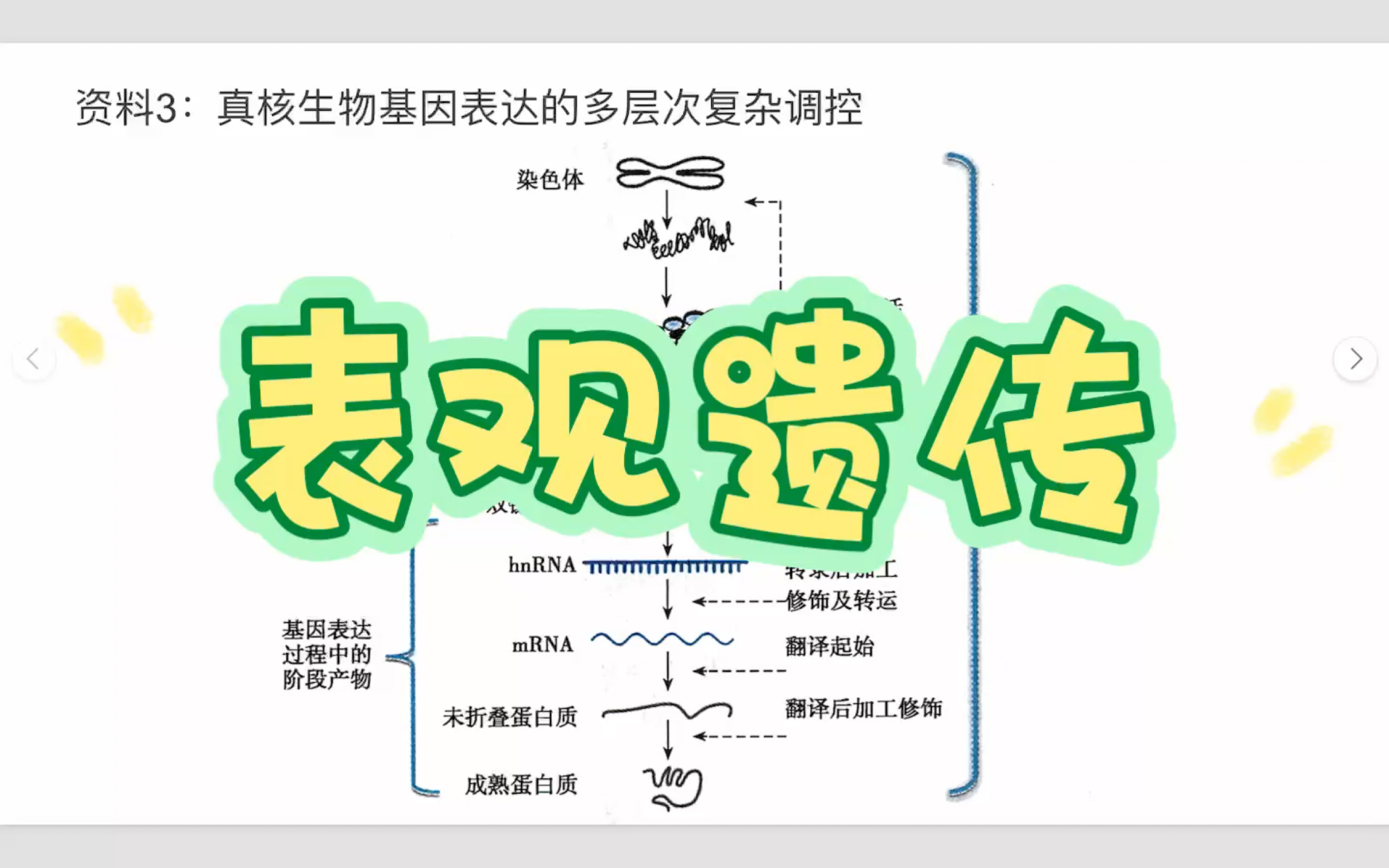 【高中生物一轮复习】表观遗传