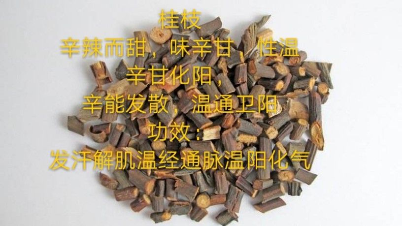 一起学中医—本草中药系列(2)桂枝(上)掌握功用提高水平!