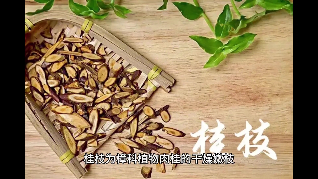 伤寒论中药材科普-桂枝桂枝为樟科植物肉桂的干燥嫩枝。传统医学...