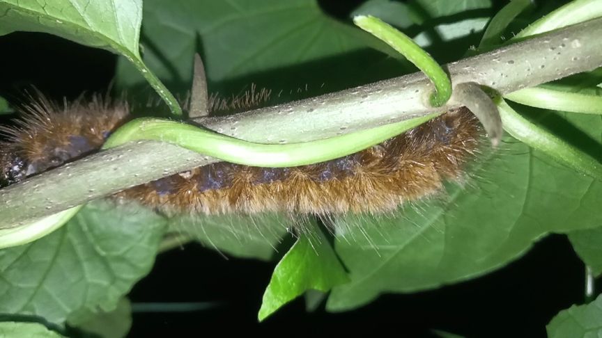 可爱猫毛虫,毛毛虫最终会变成飞蛾,像蚕一样从蚕到蚕蛹再到蚕蛾