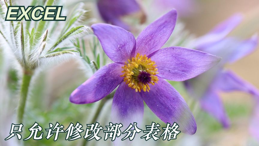Excel基础知识(32):只允许其他人修改部分表格内容,怎么办?