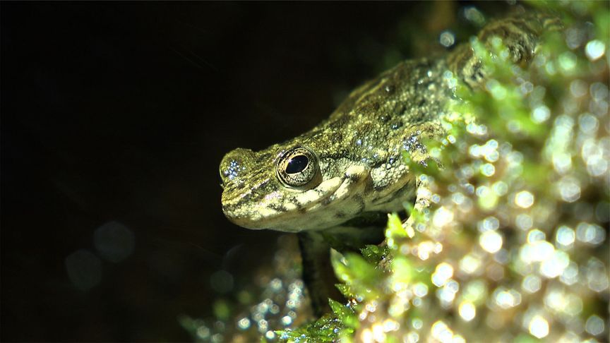 两栖爬行类动物众多,这就是自然环境良好的标志